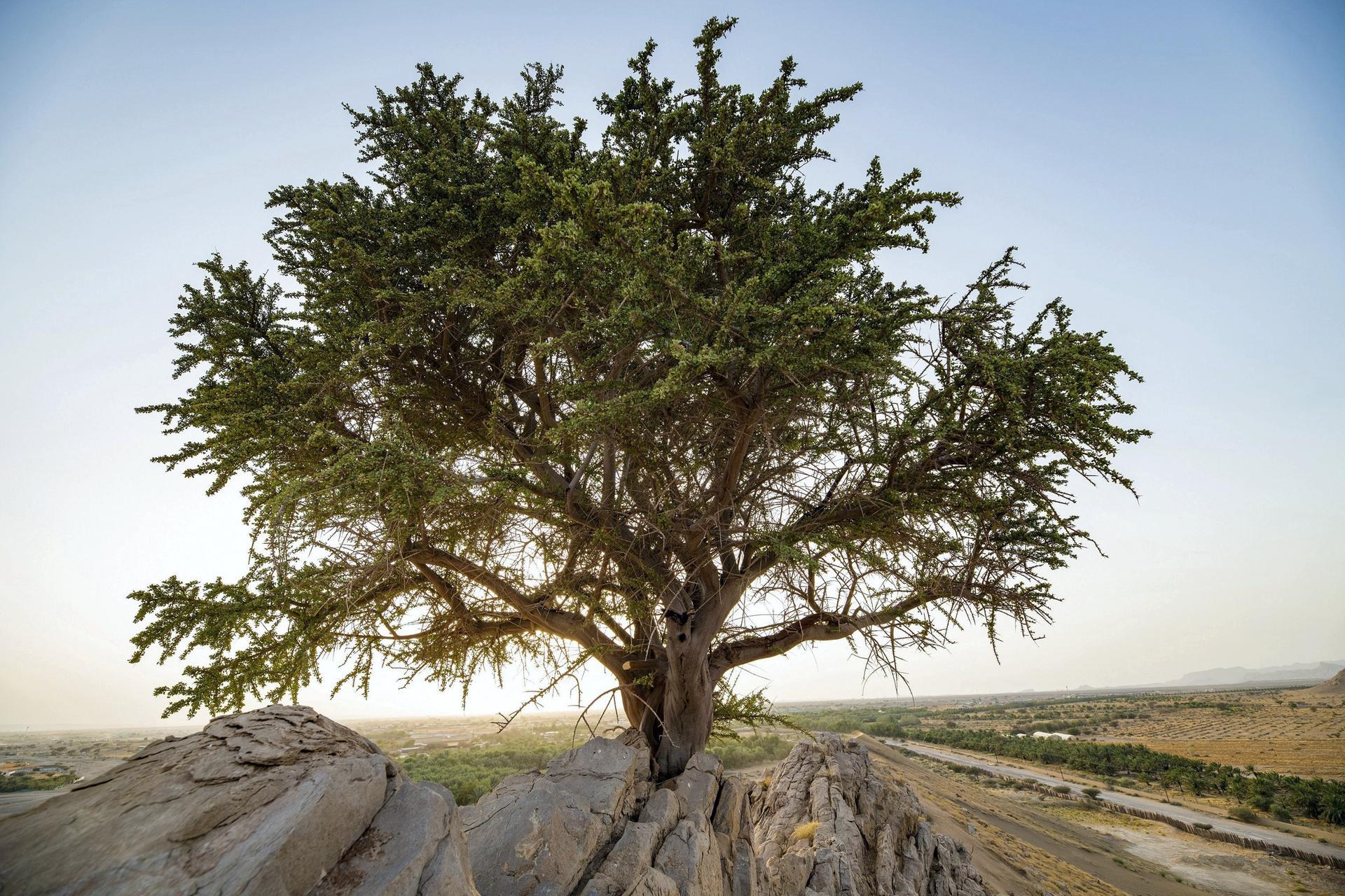 Tree Species | Al Qalamoon Nurseries