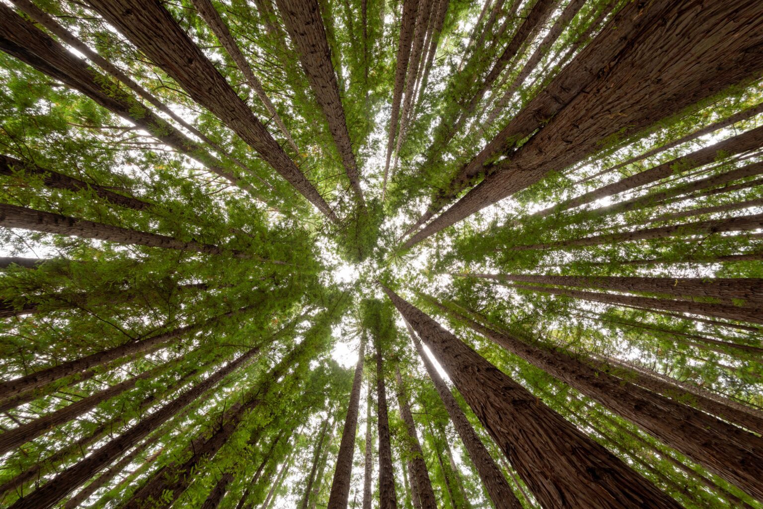 The Importance of Trees in Ecosystems | alqalamoonnurseries