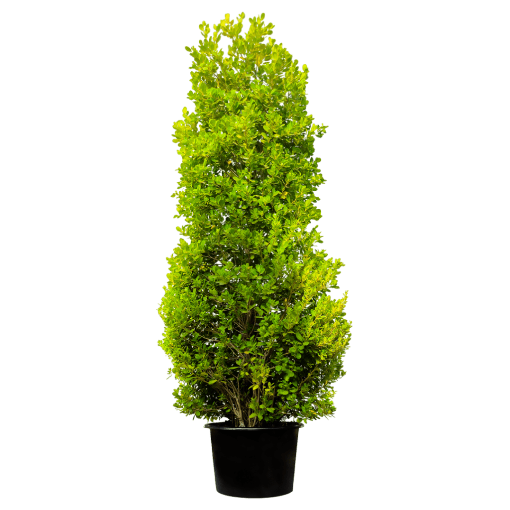 Ficus Panda | Alqalamoonnurseries